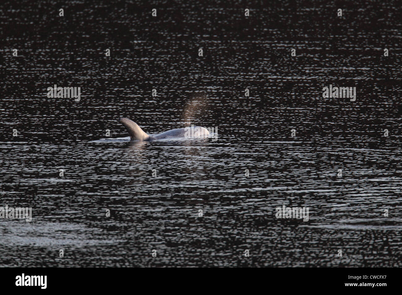 Continental shelf underwater hi-res stock photography and images - Alamy