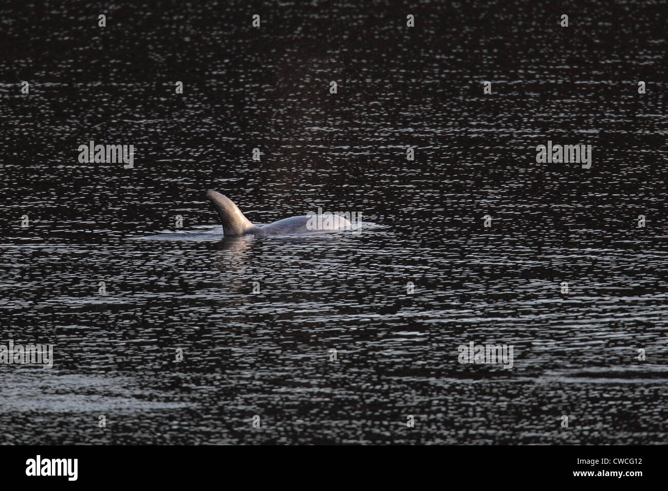 Risso's uk hi-res stock photography and images - Alamy