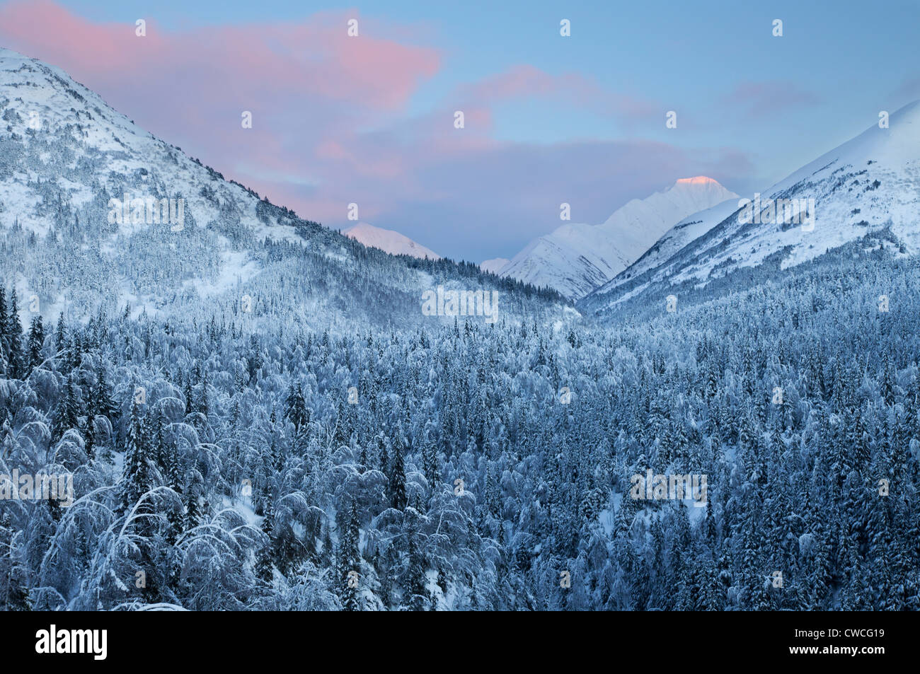 Snowy trees at sunset, Chugach National Forest, Alaska Stock Photo - Alamy