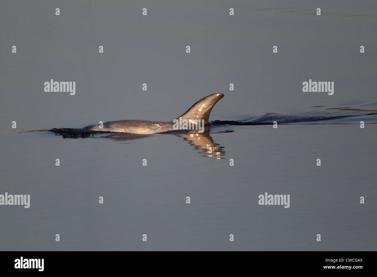 Continental shelf underwater hi-res stock photography and images - Alamy
