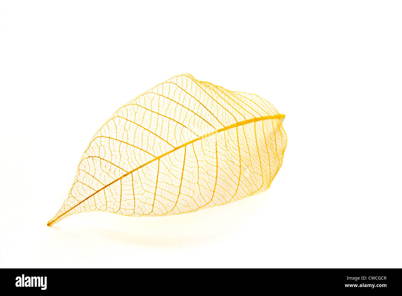 fine image of beautiful transparent leaf isolated on white Stock Photo ...