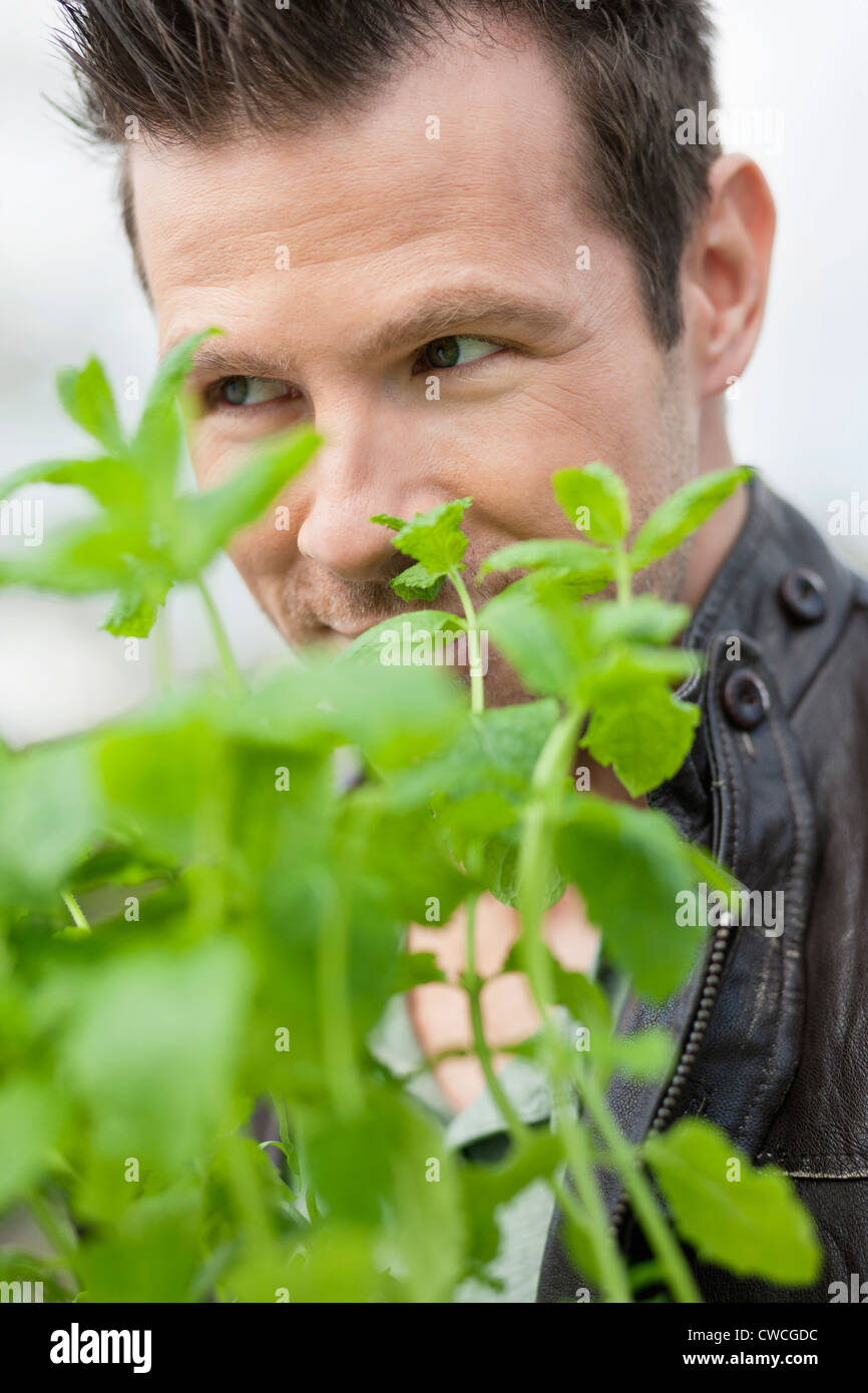 Man smelling mint plant Stock Photo - Alamy