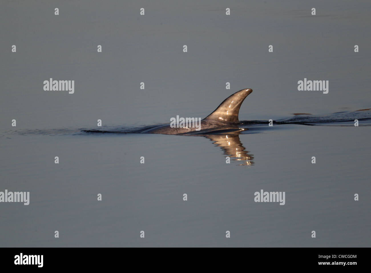 Risso's dolphin scotland hi-res stock photography and images - Alamy