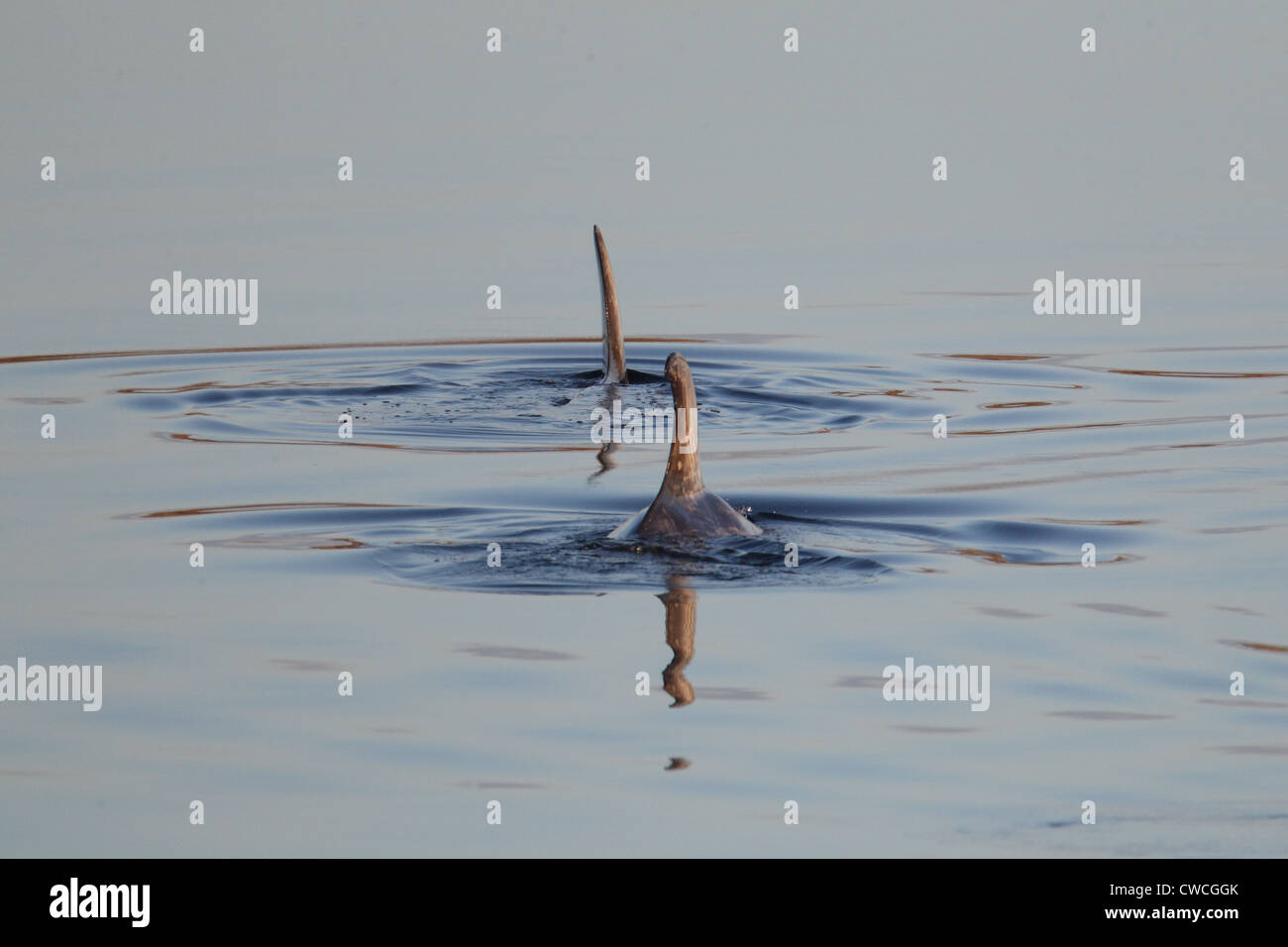 Continental shelf underwater hi-res stock photography and images - Alamy
