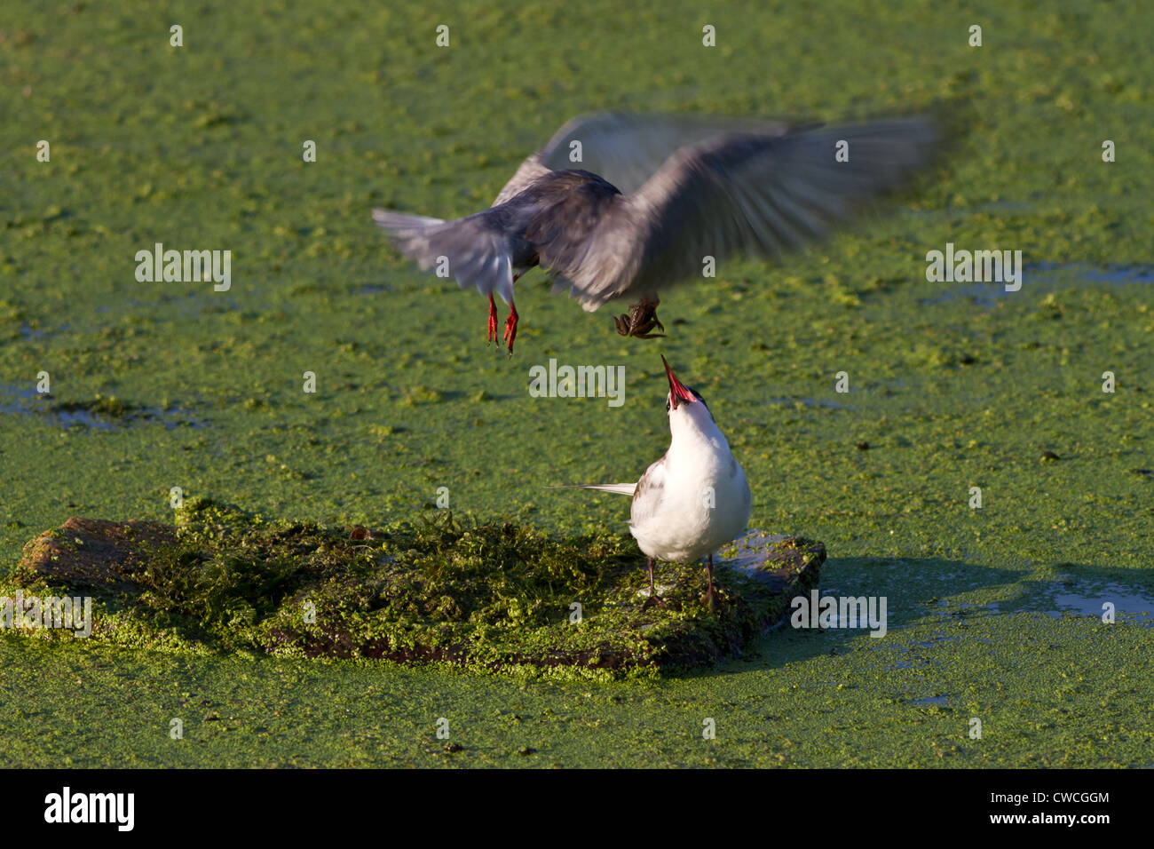 Common tern bird animal nature wild feeding wings tern hi-res stock ...