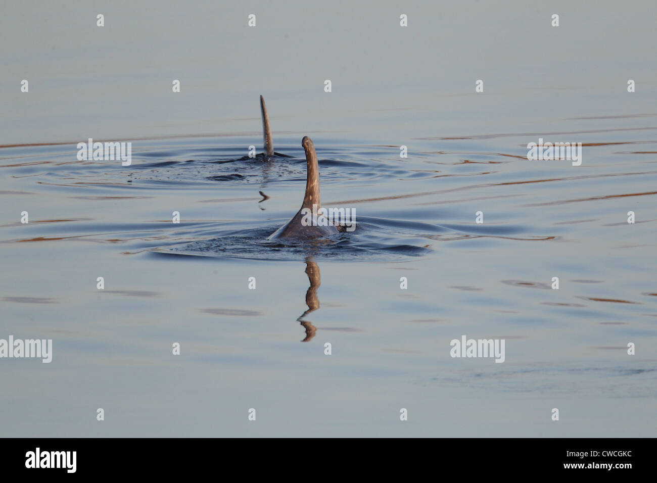 Continental shelf underwater hi-res stock photography and images - Alamy