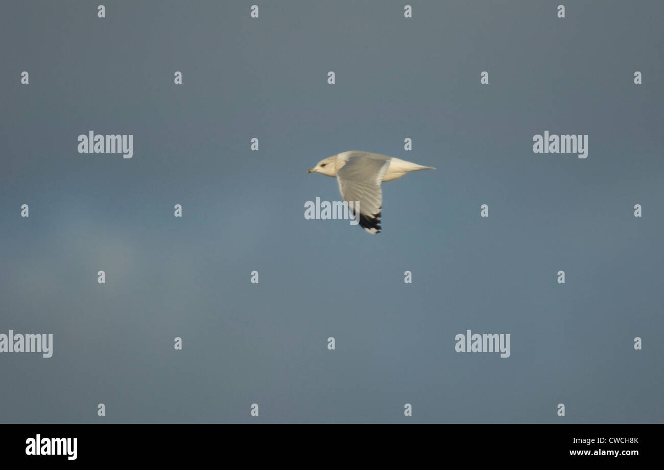 Common Gull (Larus canus) in flight, Lincolnshire Stock Photo - Alamy