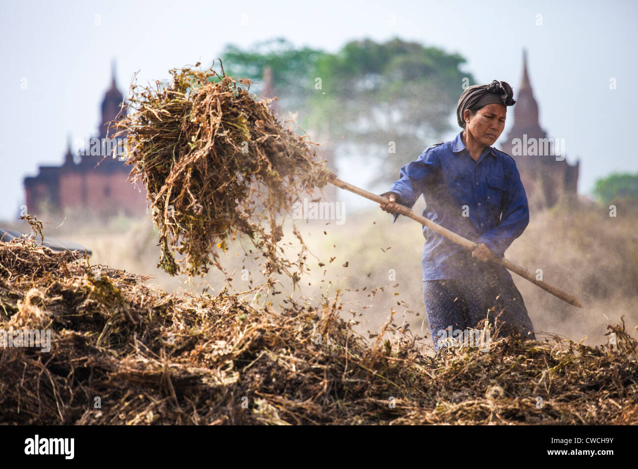 Pitching hay hi-res stock photography and images - Alamy