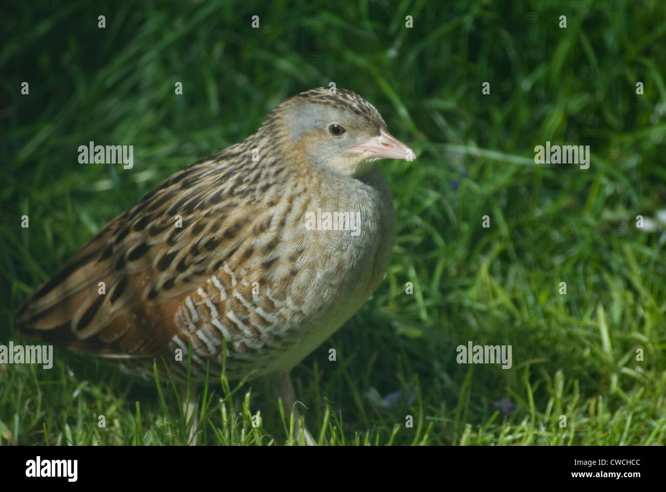 Corncrake (Crex crex) in captivity at Pensthorpe Stock Photo - Alamy