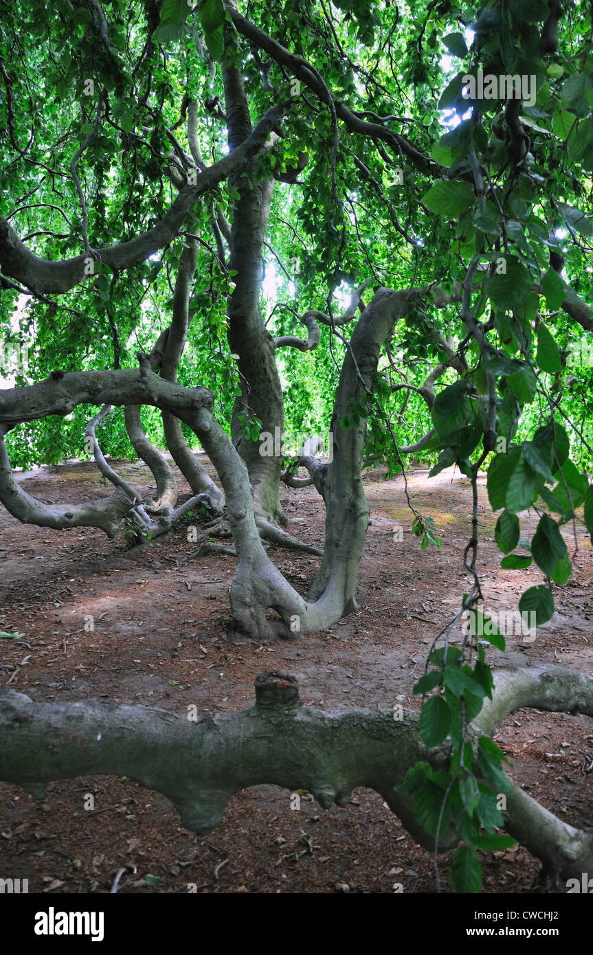 European weeping Beech tree - Fagus sylvatica Stock Photo - Alamy
