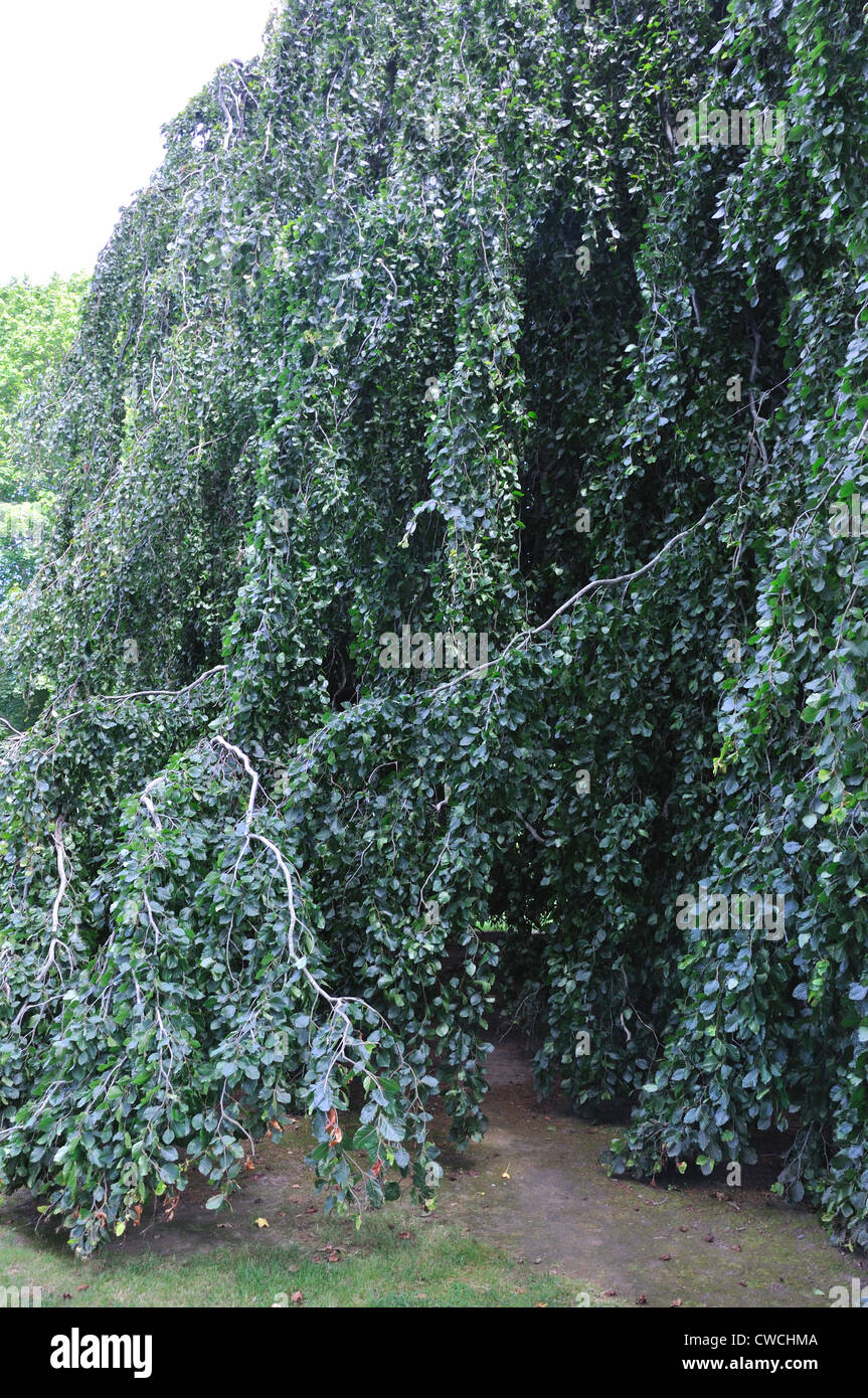 Weeping beech tree hi-res stock photography and images - Alamy