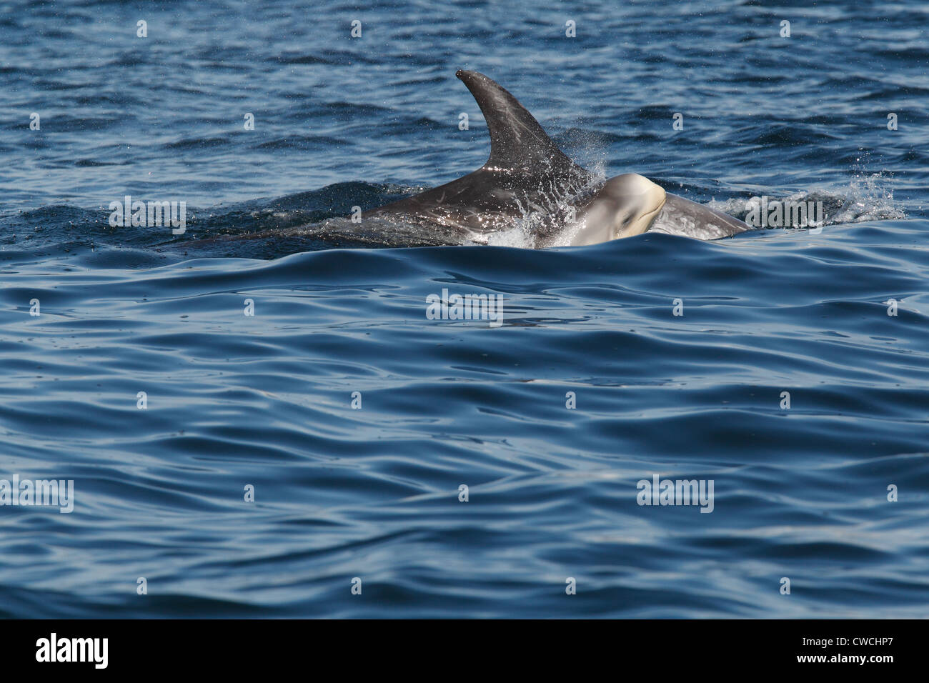 Continental shelf underwater hi-res stock photography and images - Alamy