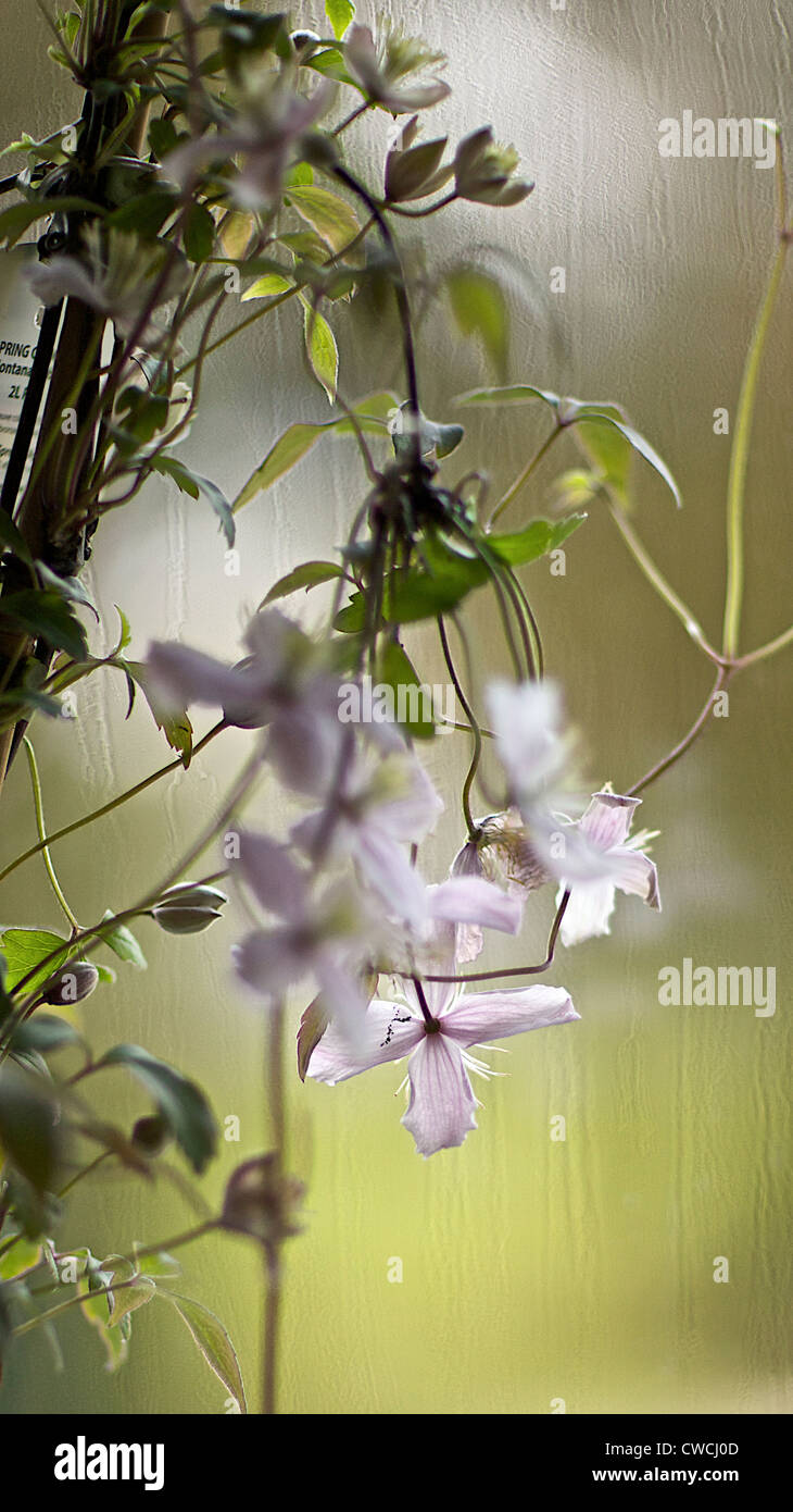 clematis against rain splashed window Stock Photo - Alamy