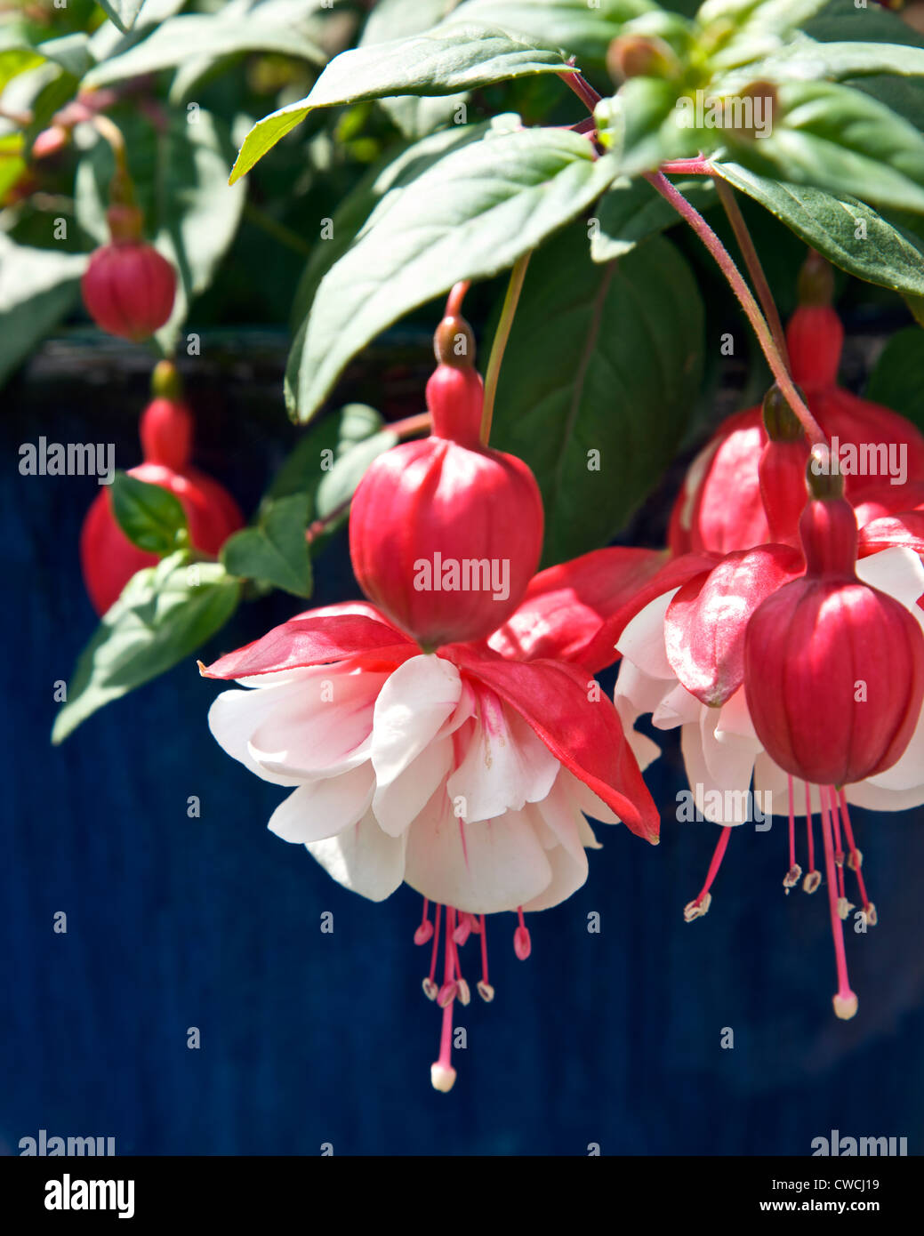 Fuschia in pot hi-res stock photography and images - Alamy