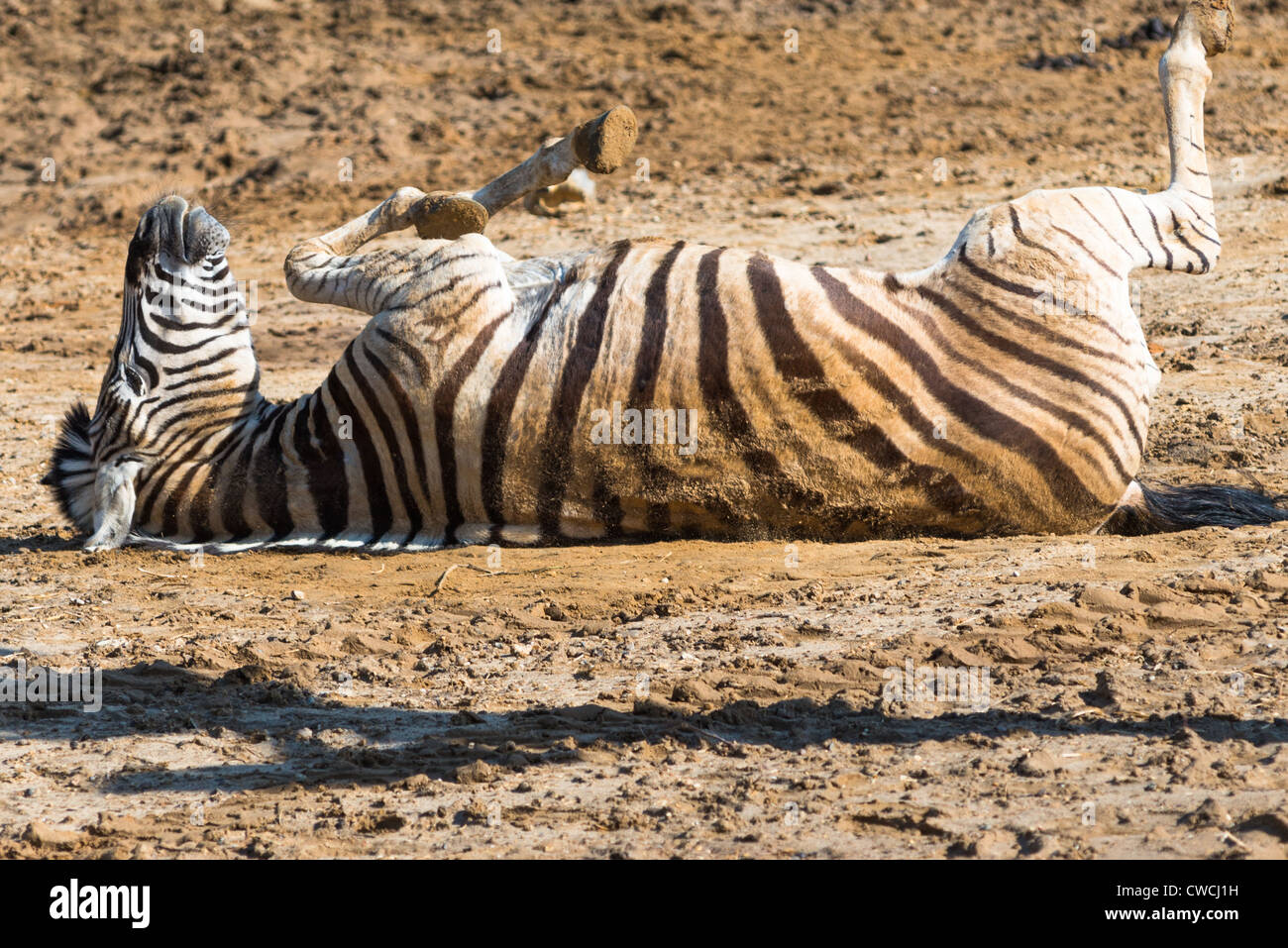 Zebra Dust Bath High Resolution Stock Photography and Images - Alamy