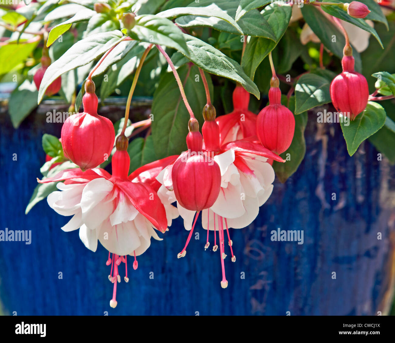 Fuschia plants hi-res stock photography and images - Alamy