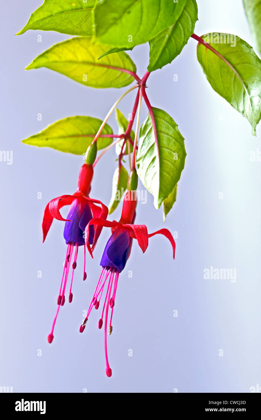 Fuschia plants hi-res stock photography and images - Alamy