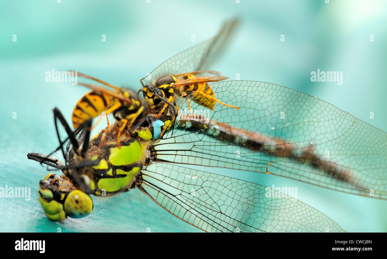 Dragonfly wasp hi-res stock photography and images - Alamy