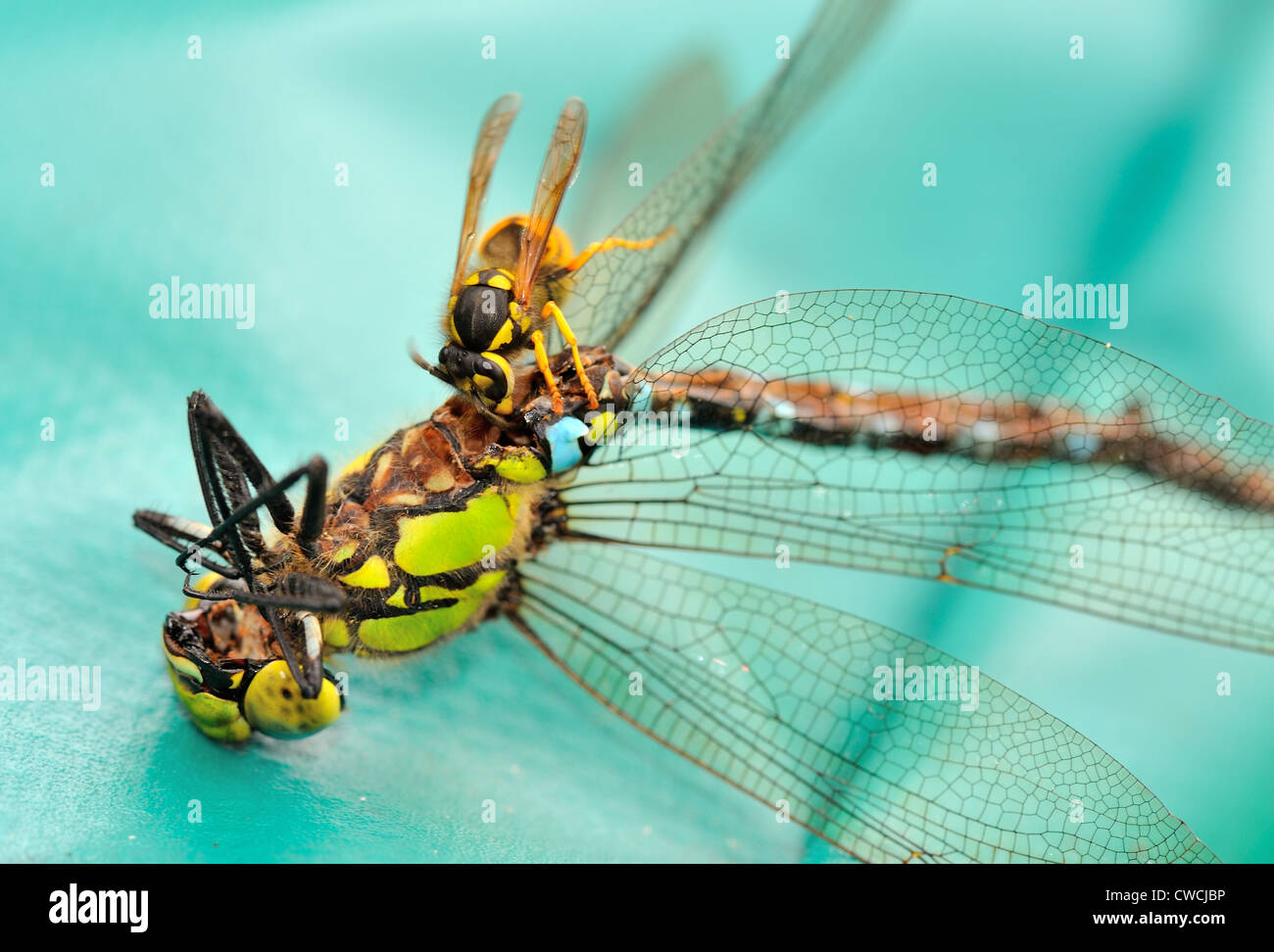 Dragonfly eating dragonfly hi-res stock photography and images - Alamy