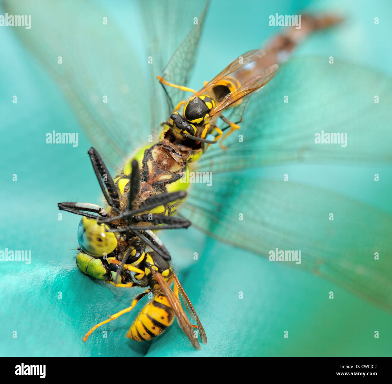 Two wasps eating a dead dragonfly Stock Photo - Alamy