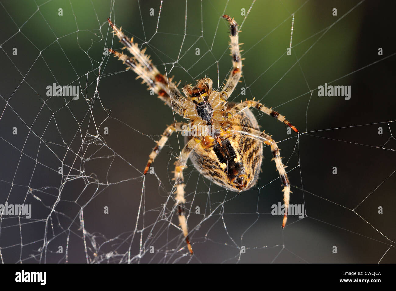 The bottom side of a garden spider in the repair of its web Stock Photo ...