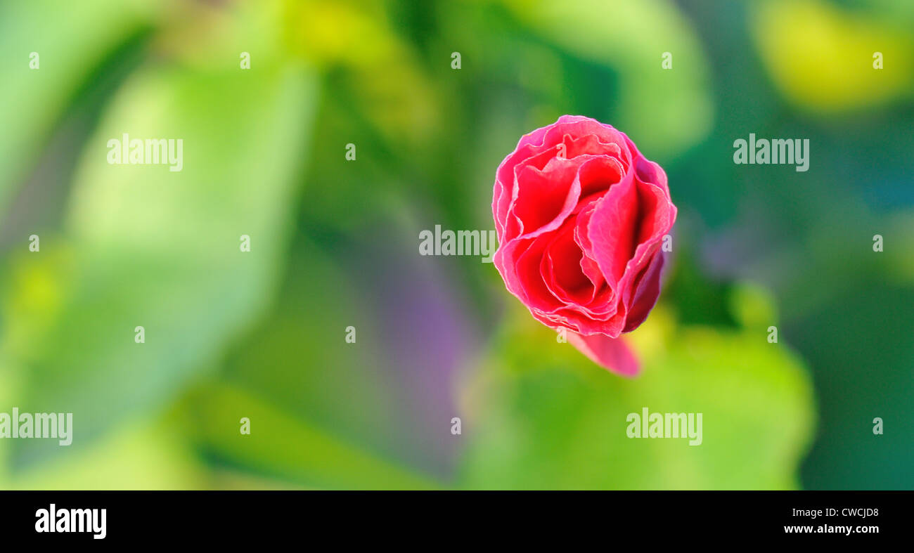 Closed Red Rose High Resolution Stock Photography and Images - Alamy