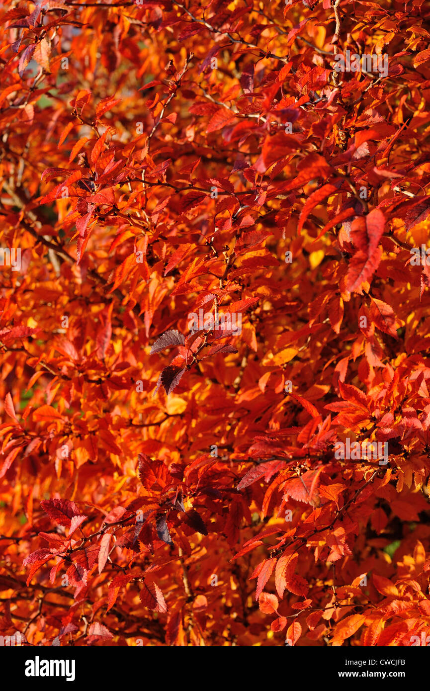 Autumn in evening sun hi-res stock photography and images - Alamy