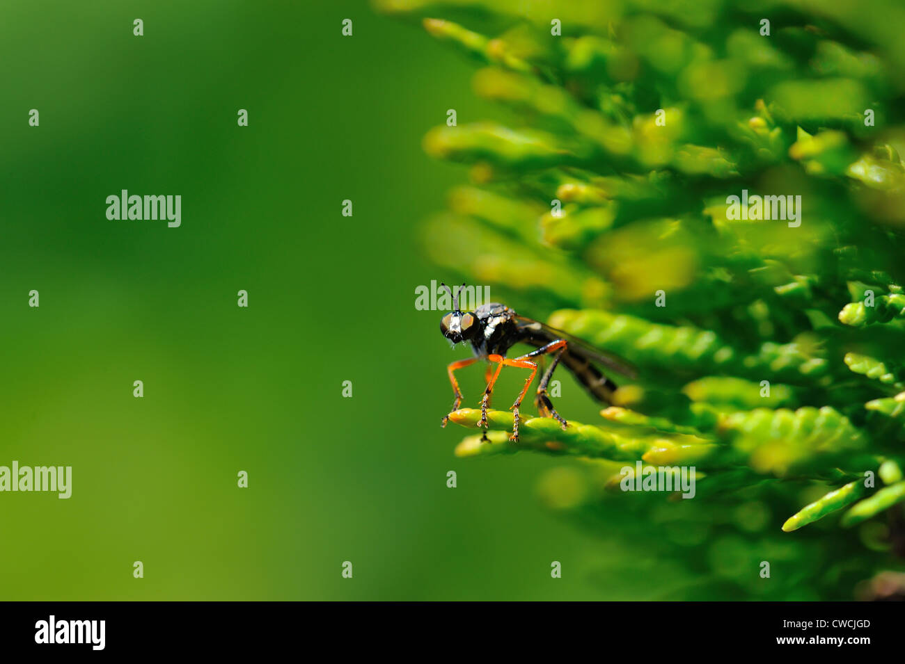 Fly antenna hi-res stock photography and images - Alamy