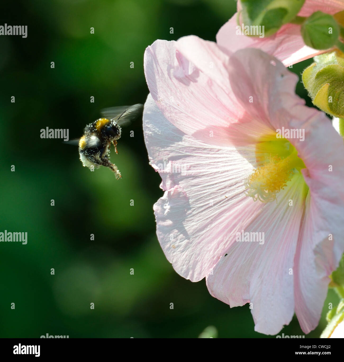Bumblebee Wings Flight High Resolution Stock Photography and Images - Alamy