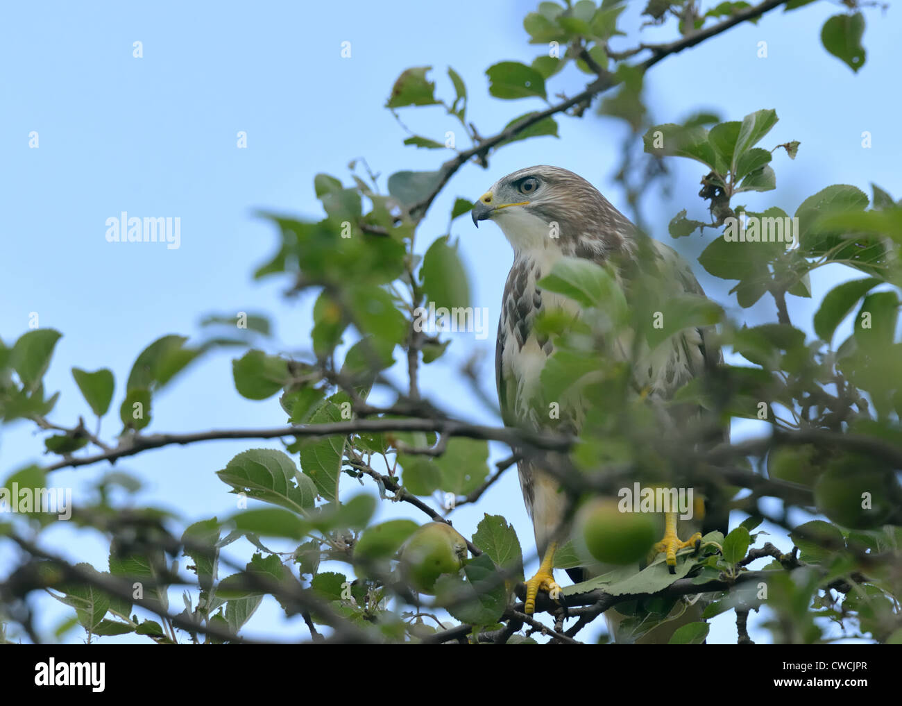 Buzzard in the apple tree Stock Photo - Alamy