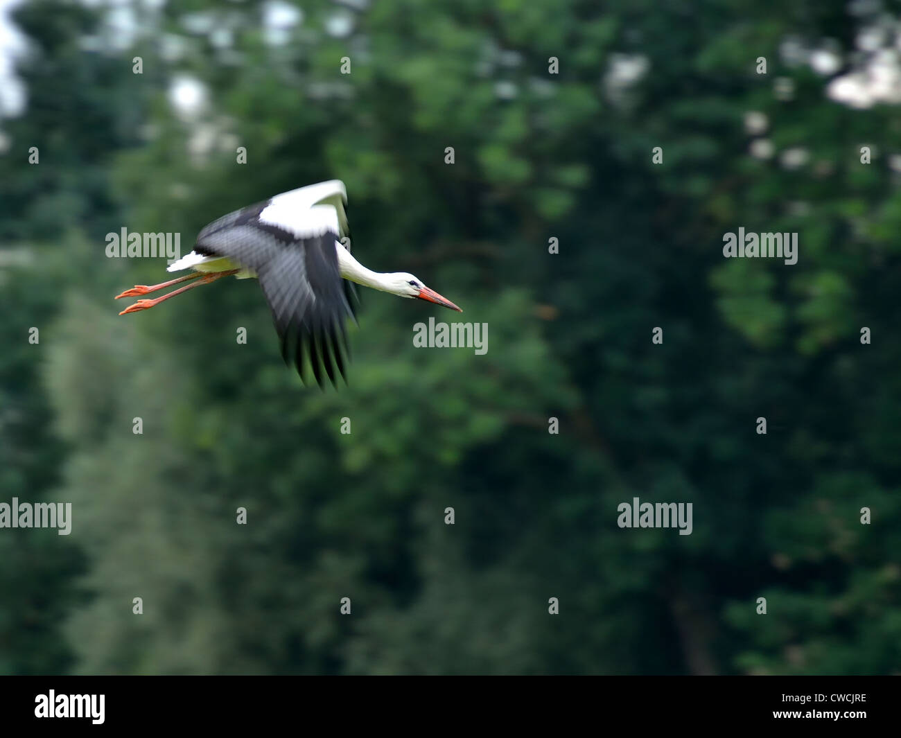 A Stork in flight Stock Photo - Alamy