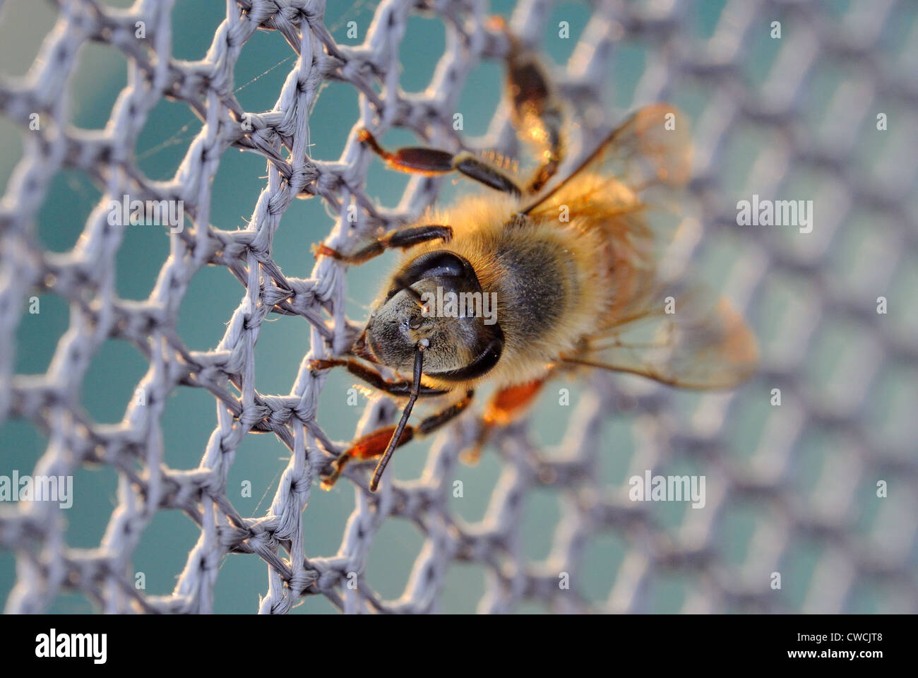 A honey bee on the net Stock Photo - Alamy