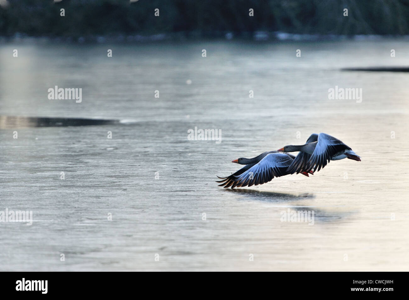Run over lake hi-res stock photography and images - Alamy