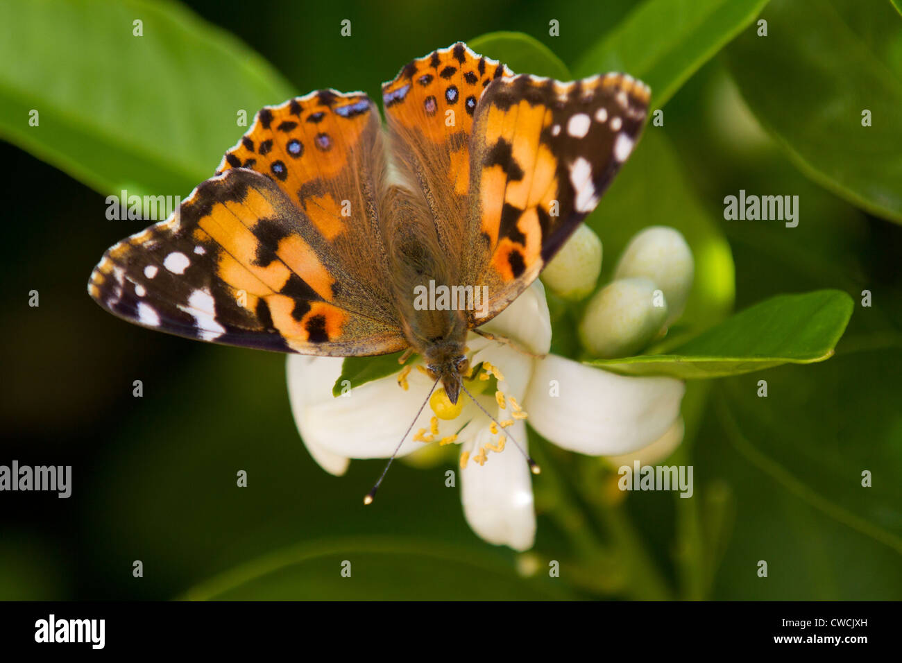 Desert insects hi-res stock photography and images - Alamy