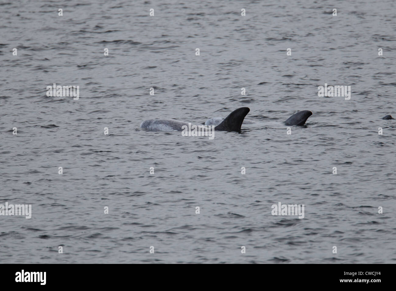 Continental shelf underwater hi-res stock photography and images - Alamy