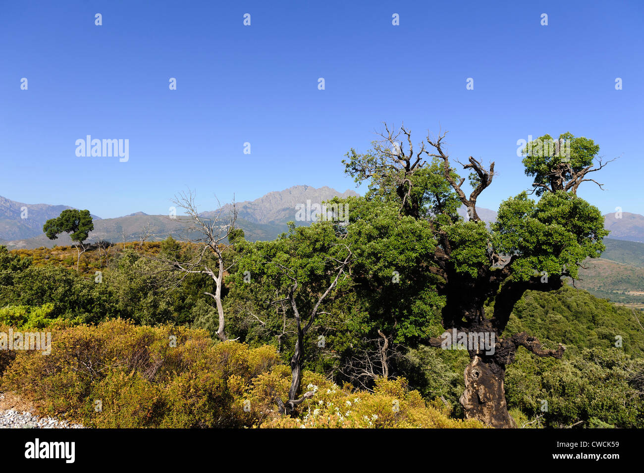 Mountains near Ponte Leccia and Morosaglia, Corsica, France Stock Photo ...