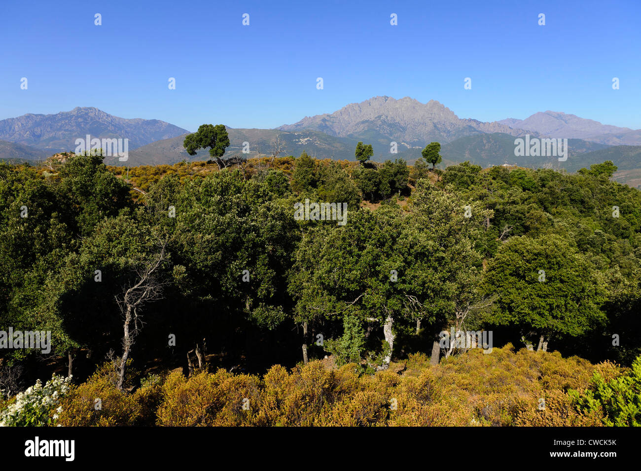 Mountains near Ponte Leccia and Morosaglia, Corsica, France Stock Photo ...
