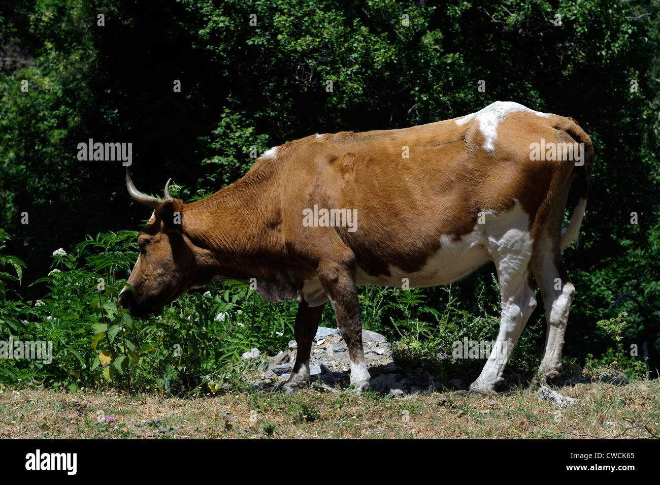 roadside cow in the Castaniccia region, Corsica, France Stock Photo - Alamy