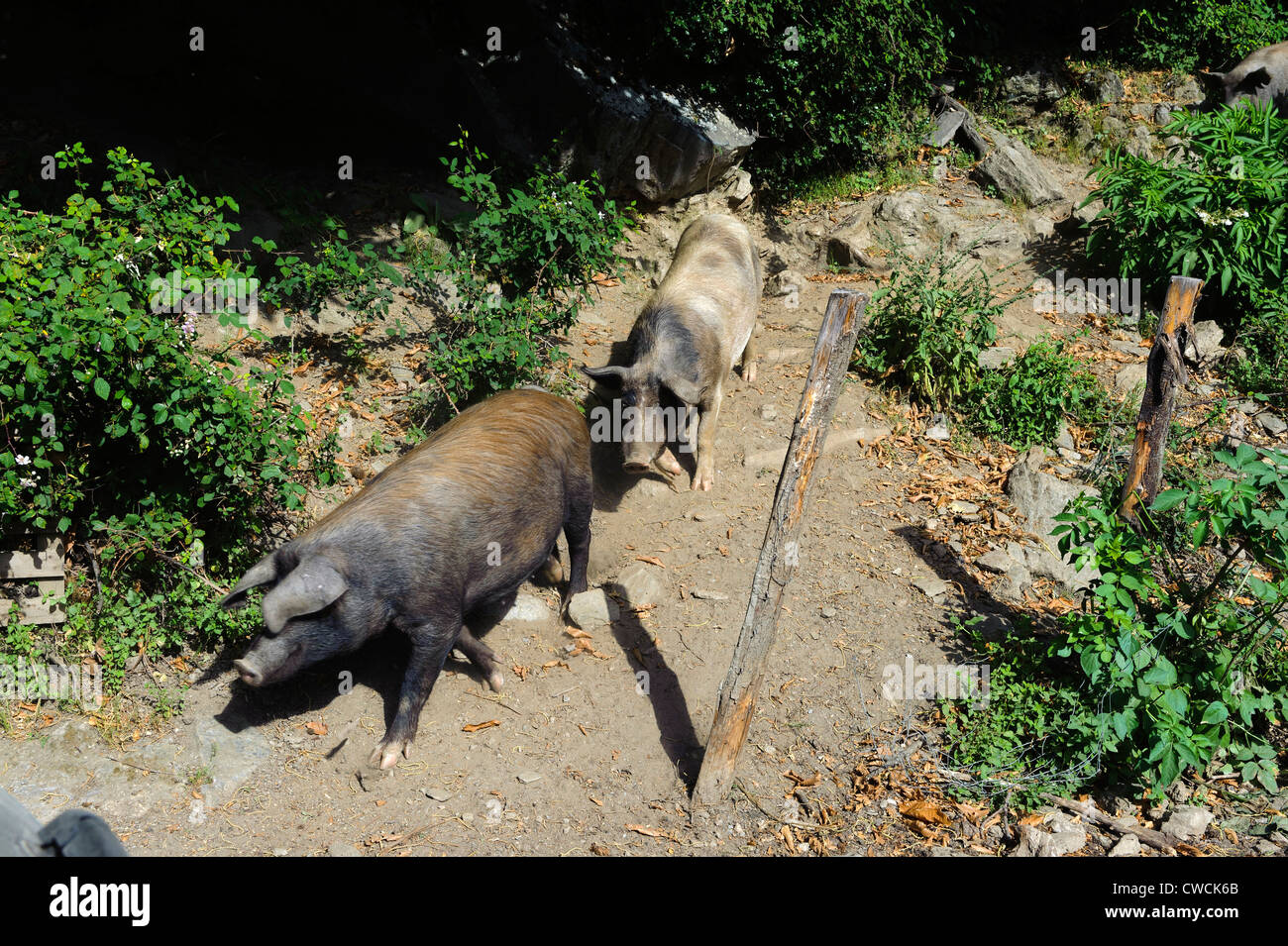 Corsica Pigs High Resolution Stock Photography and Images - Alamy