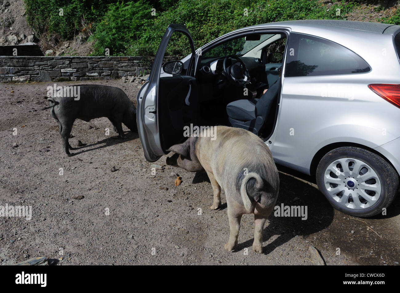 roadside pigs in the Castaniccia region, Corsica, France Stock Photo ...