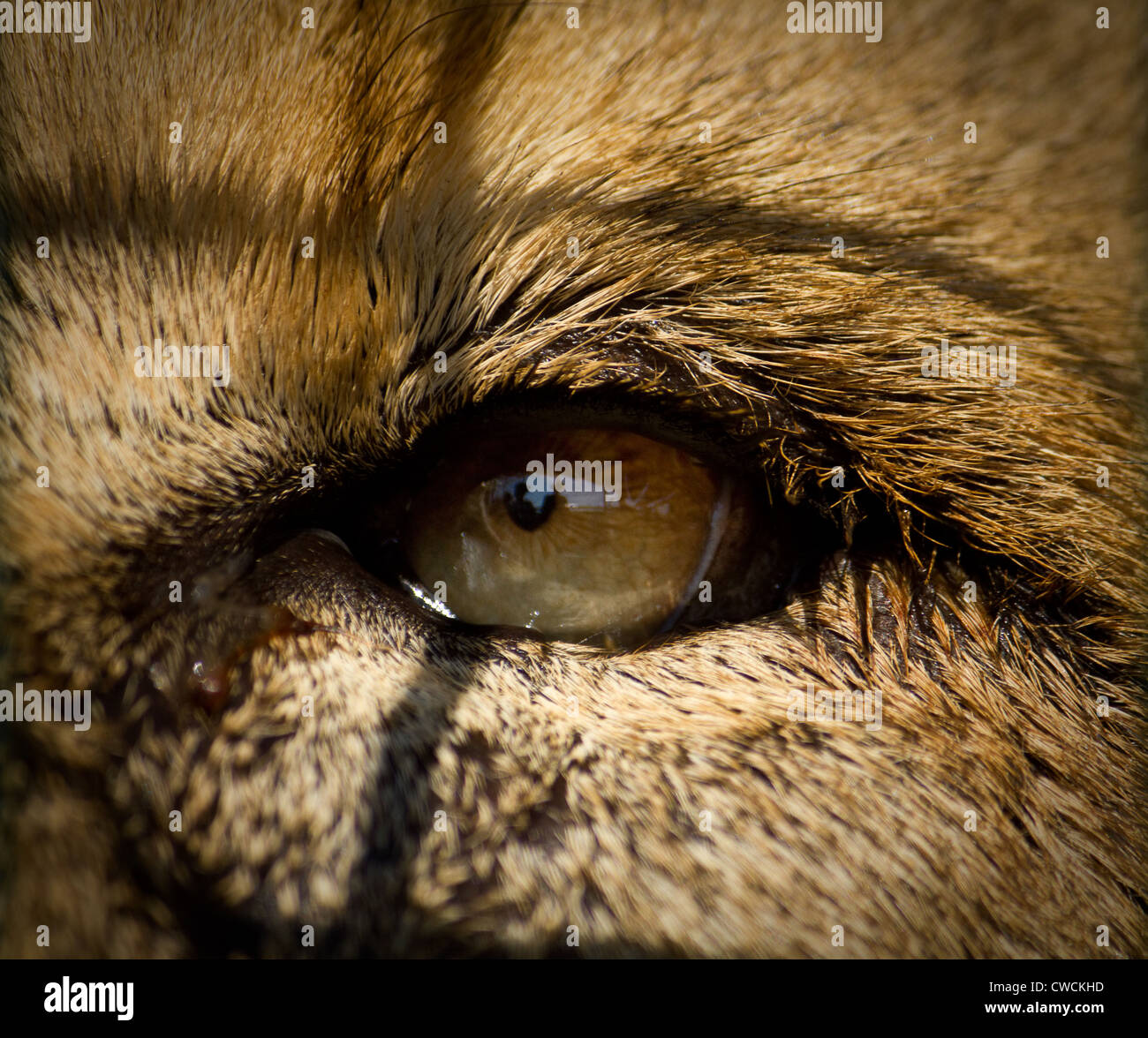 Lion eye close up hi-res stock photography and images - Alamy