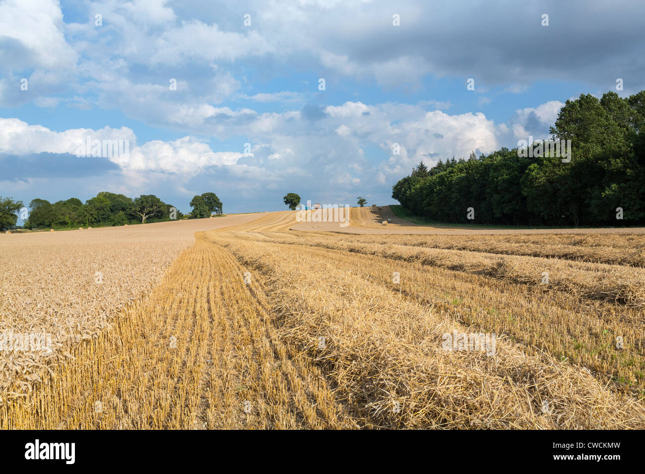 Combine harvest wheat norfolk farm hi-res stock photography and images ...