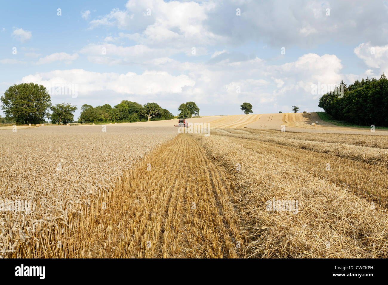 Farmers harvesting their crop while the sun shines in the beautiful ...
