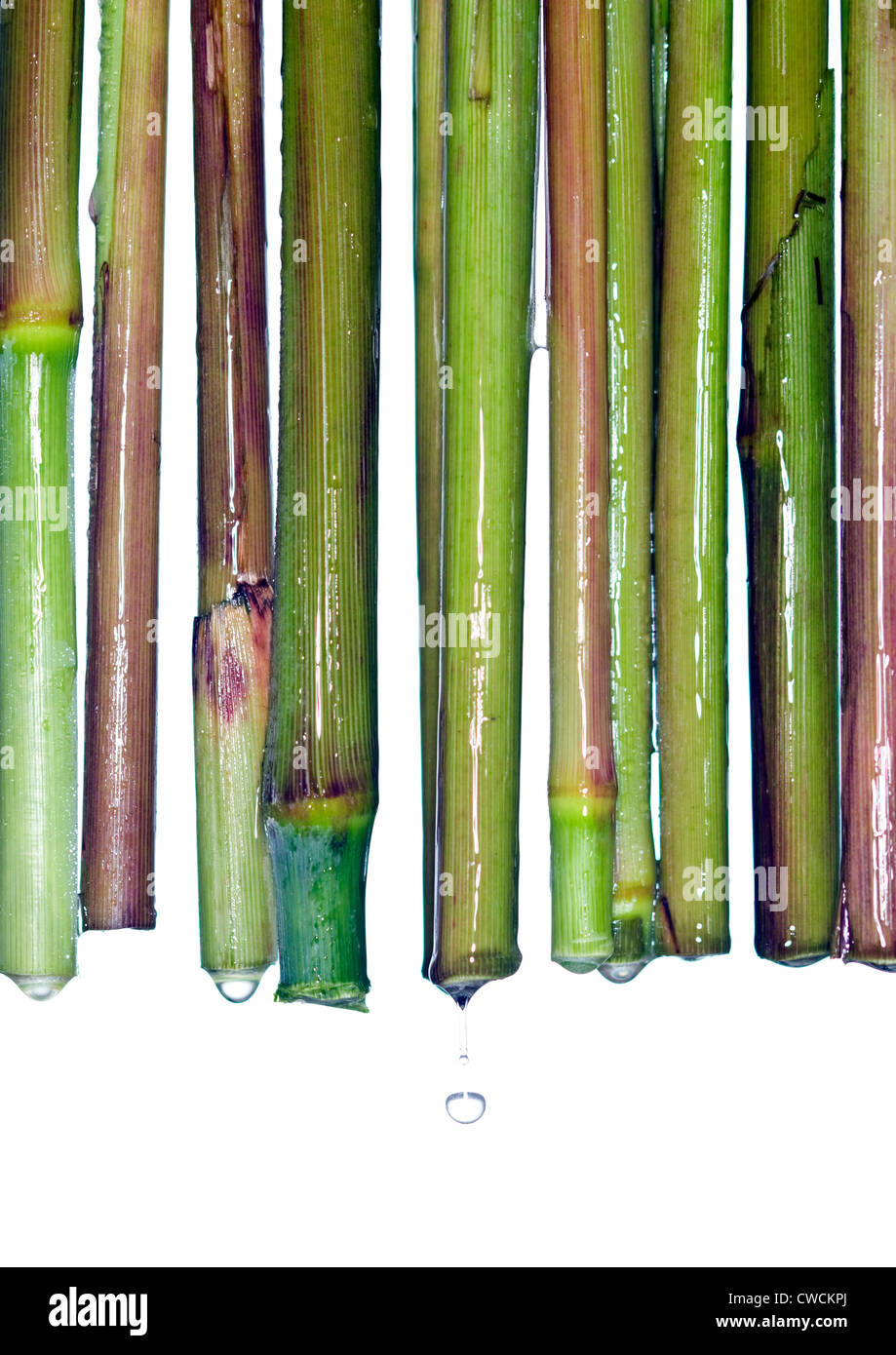Water canes hi-res stock photography and images - Alamy