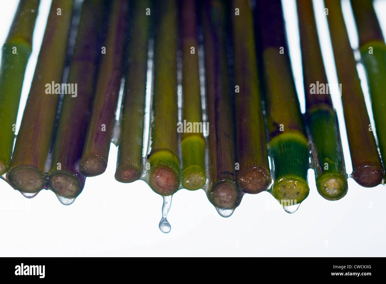 water running off cane Stock Photo - Alamy