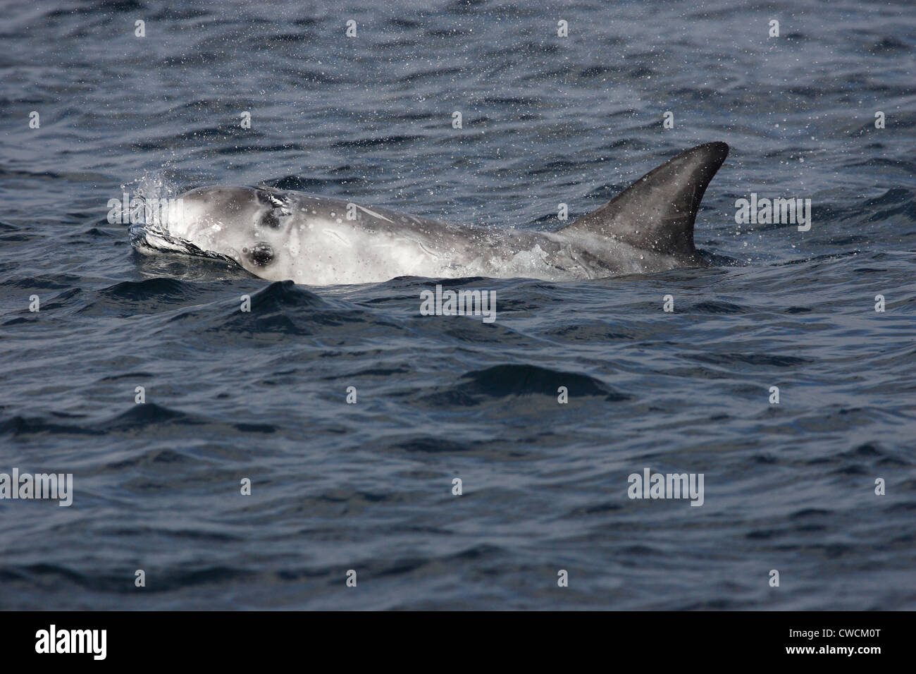 Risso's Dolphin Grampus griseus Mousa Sound RSPB reserve Shetland ...