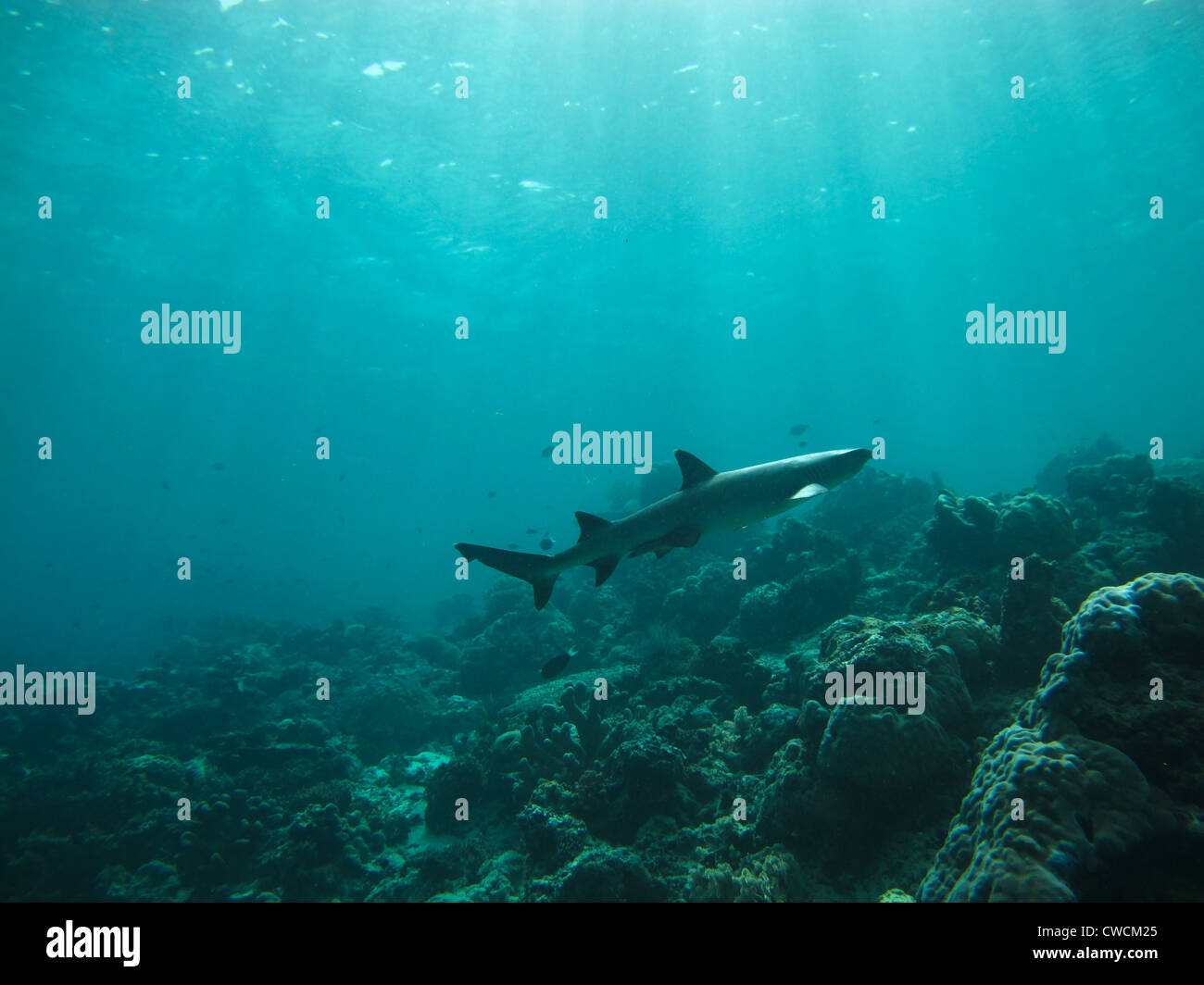 Shark underwater hi-res stock photography and images - Alamy