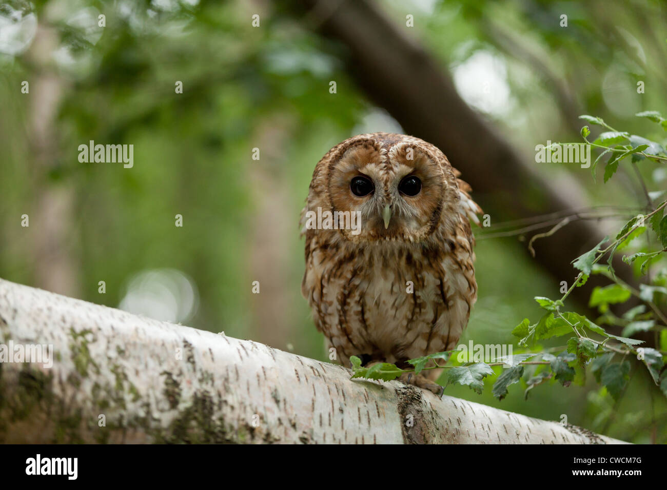 tawny owl perched on the trunk of a silver birch tree in a wood and ...
