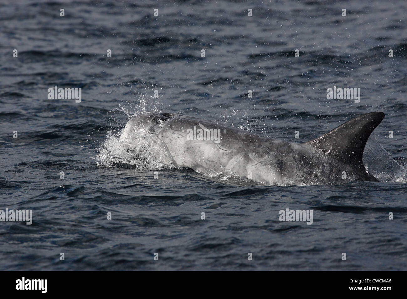 Risso’s dolphin uk hi-res stock photography and images - Alamy