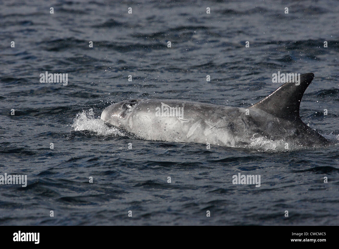 Blow fish uk hi-res stock photography and images - Alamy